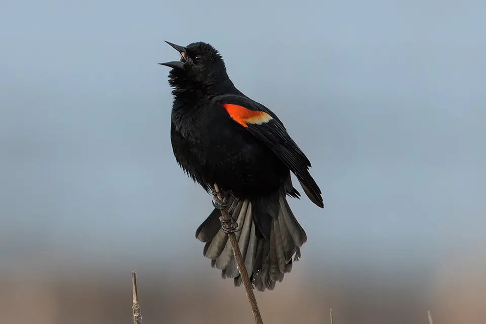 Carouge à épaulettes | Oiseaux | Passereaux du Québec