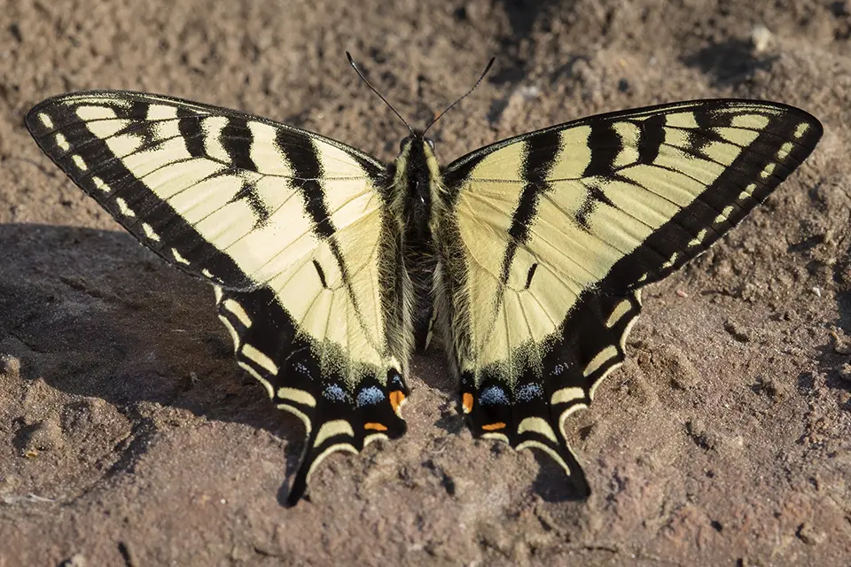 Papillon tigré du Canada | Papillons et libellules du Québec