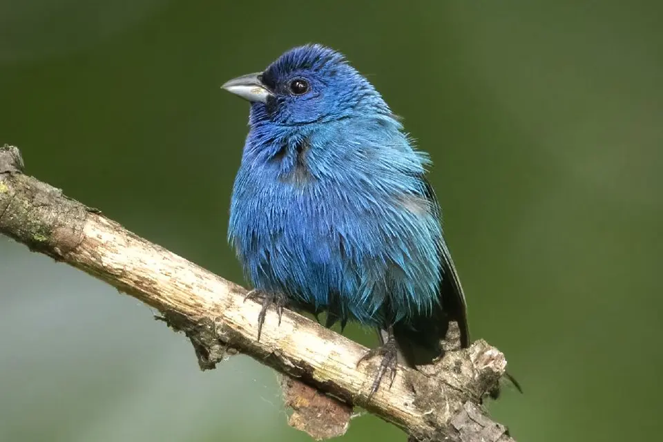 Passerin indigo | Oiseaux | Passereaux du Québec