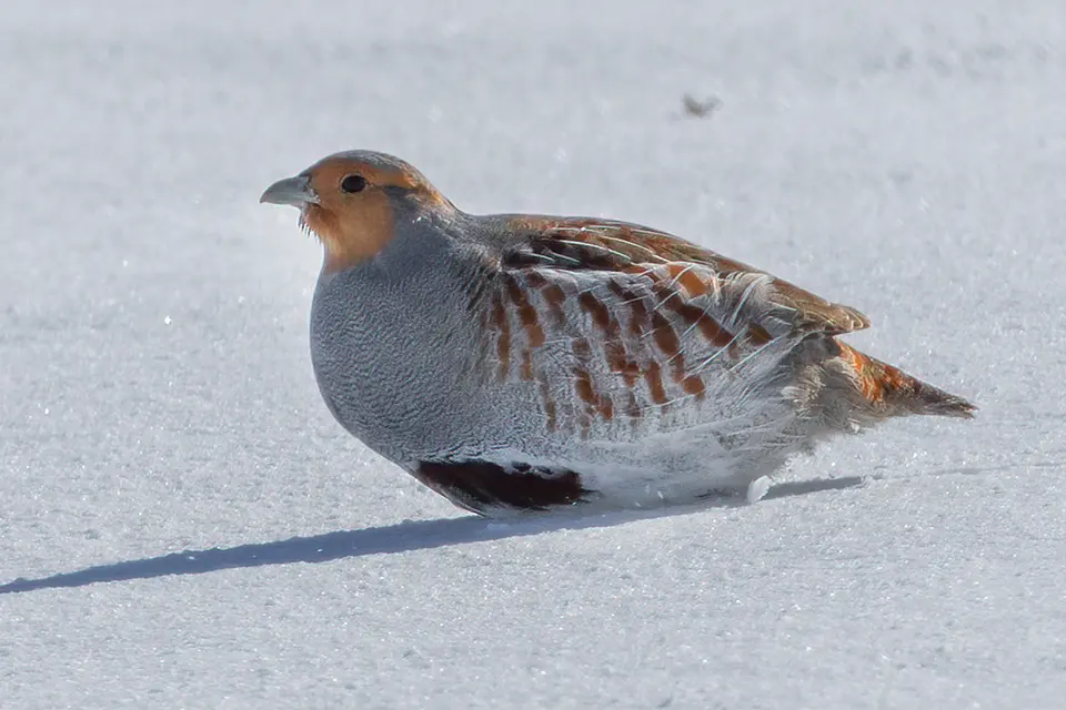 Perdrix grise | Oiseaux | Gélinottes et perdrix du Québec