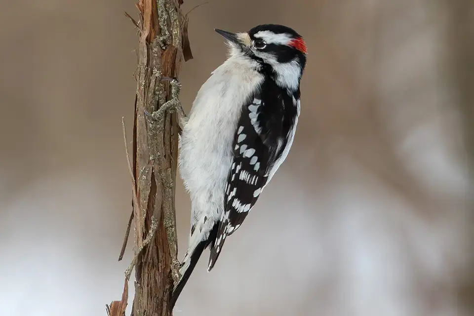 Pic mineur | Oiseaux | Pics du Québec