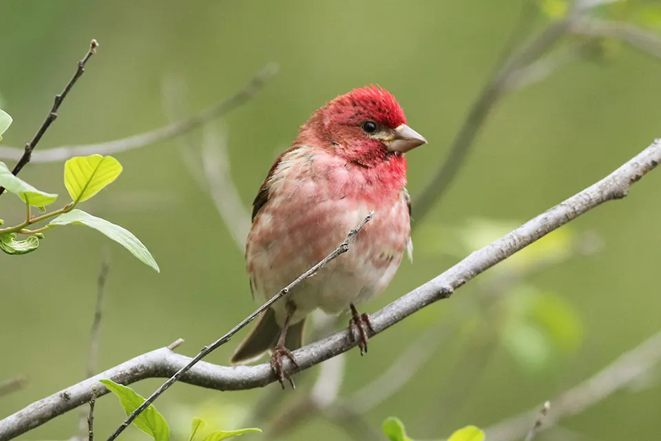 Roselin pourpré | Oiseaux | Passereaux du Québec