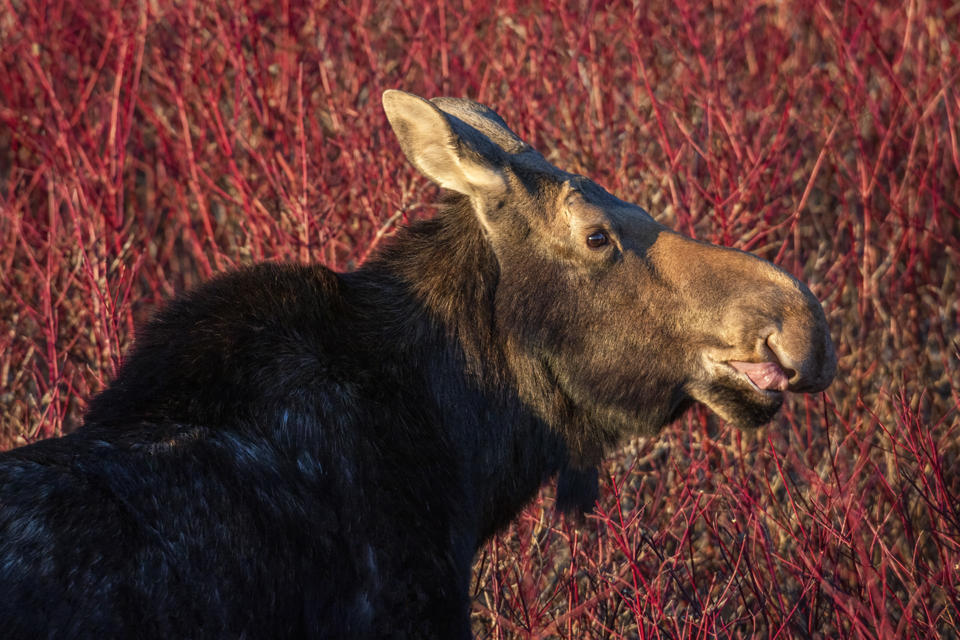 Orignal | Mammifères | Cervidés du Québec