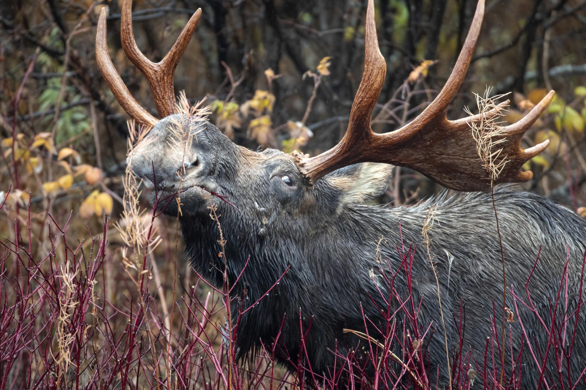 Orignal | Mammifères | Cervidés du Québec