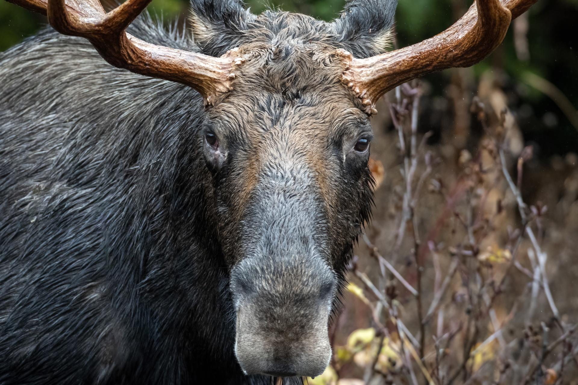 Orignal | Mammifères | Cervidés du Québec