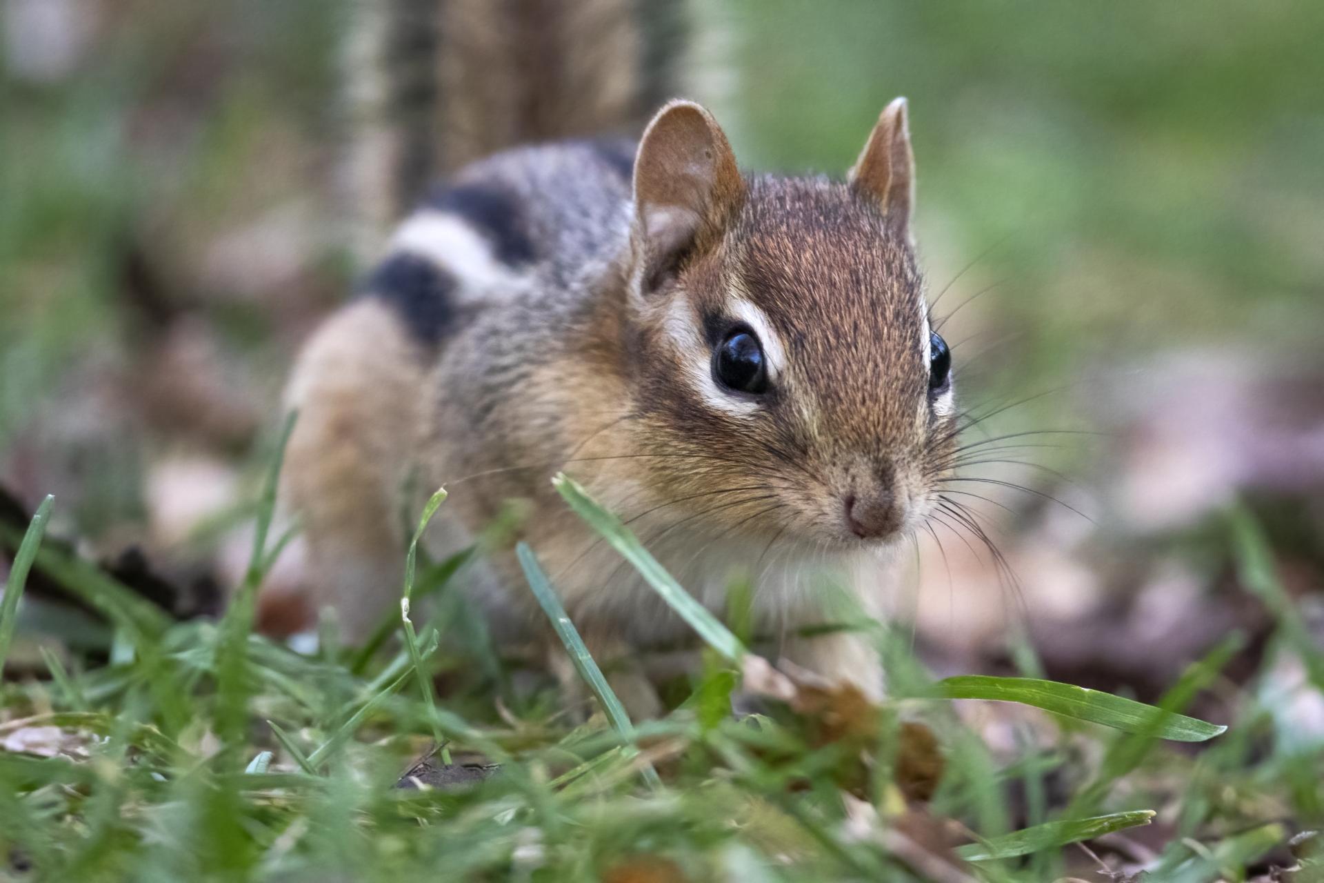 Tamia rayé | Mammifères | Rongeurs du Québec