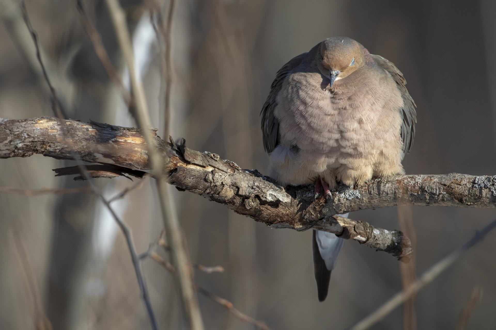 Tourterelle triste | Oiseaux du Québec