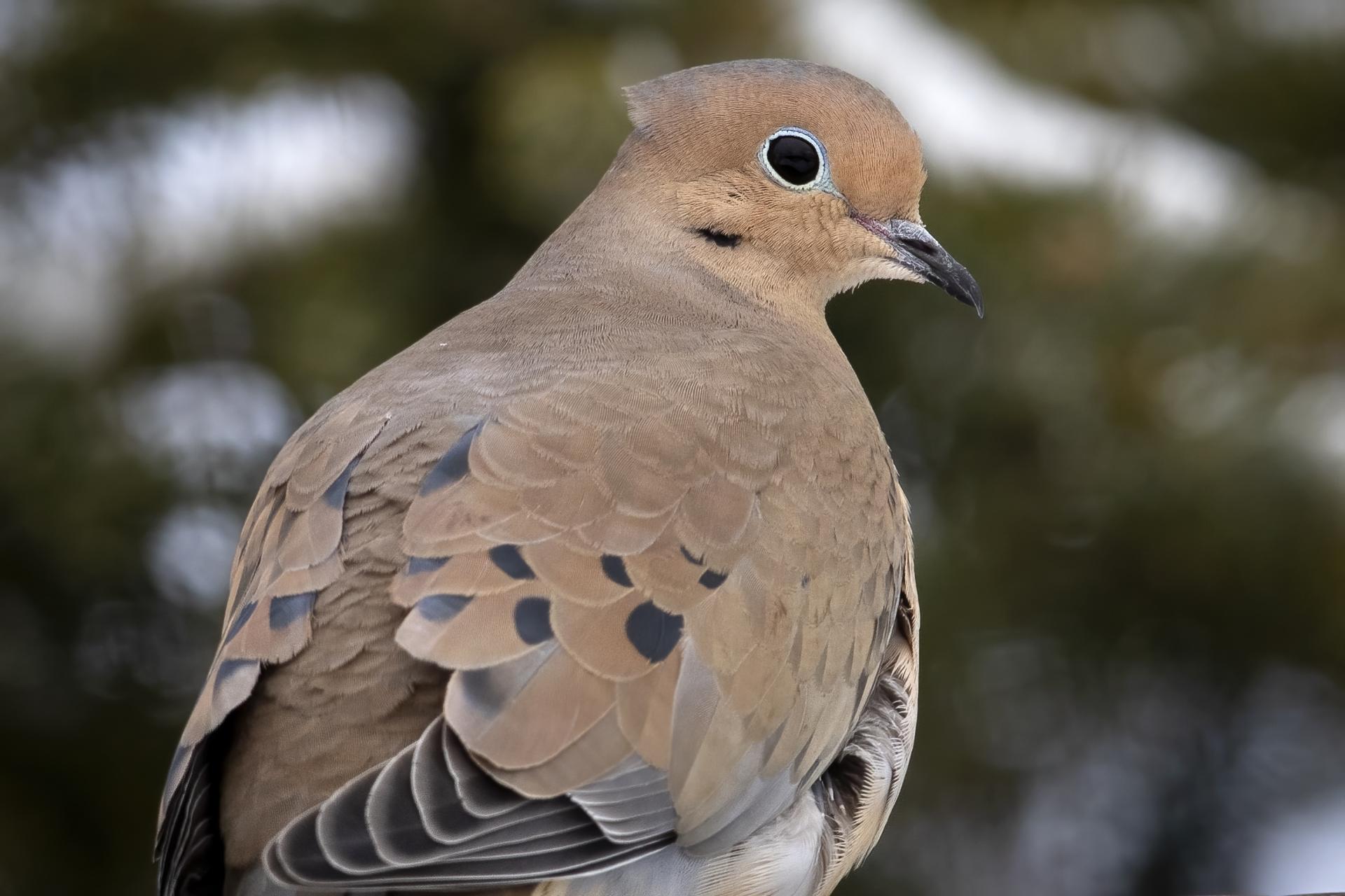 Tourterelle triste | Oiseaux du Québec